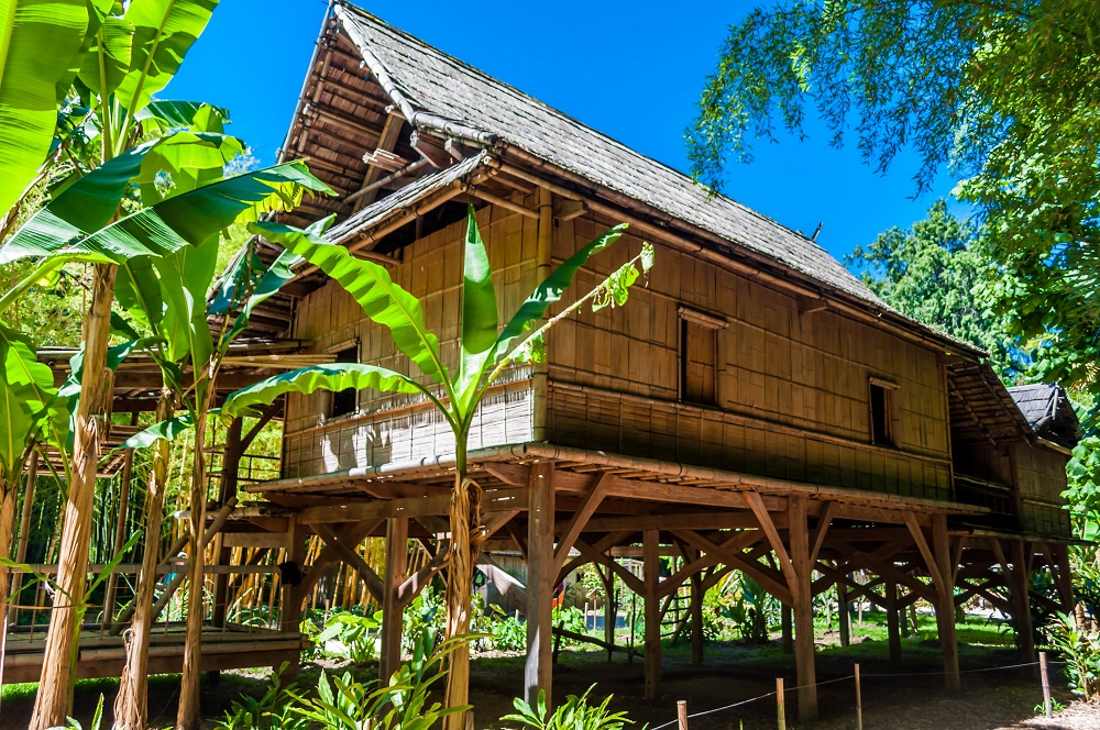 Beautiful bamboo, the planet-friendly grass with thousands of uses