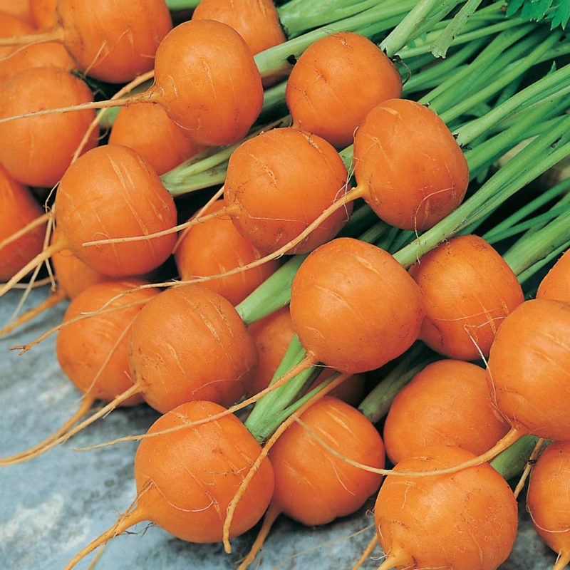 Mr Fothergills Carrot Paris Market 5 (Atlas) | 1000 Seeds