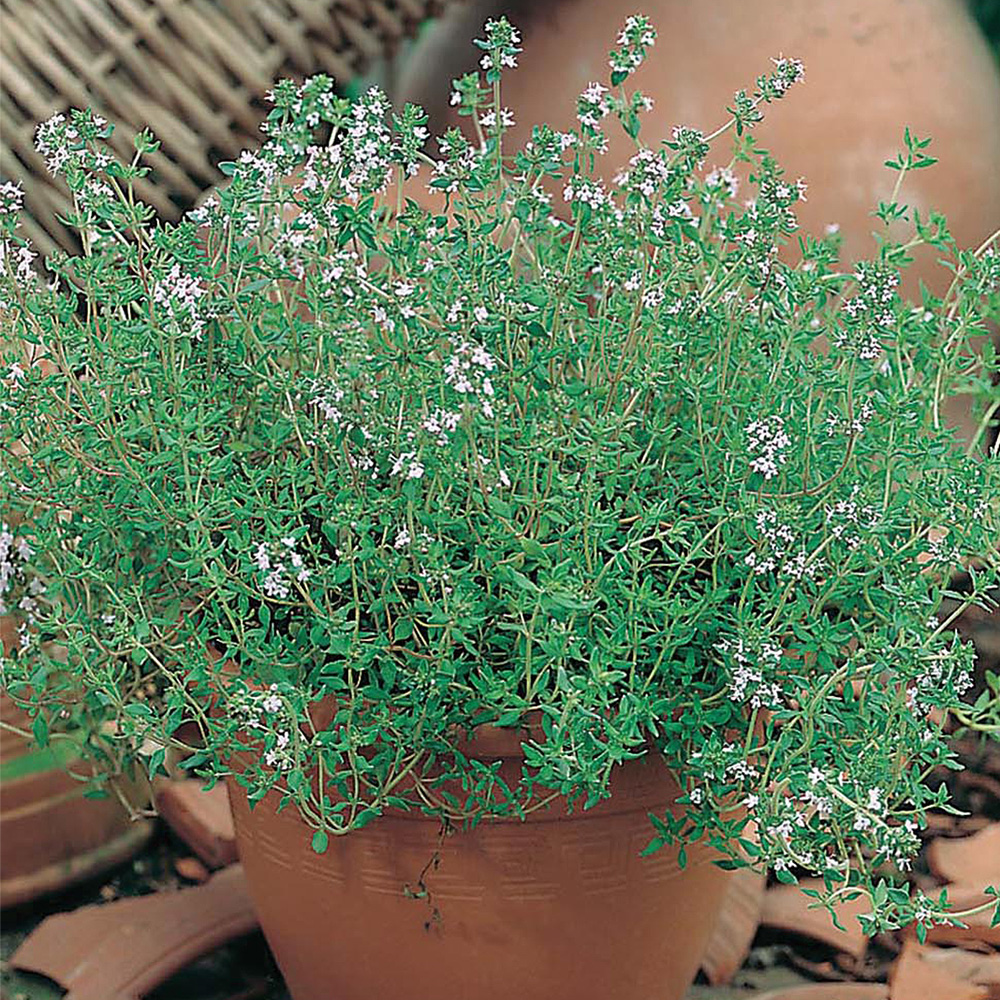 Thyme for Tastier Meals: Easy to Grow Thyme Seeds
