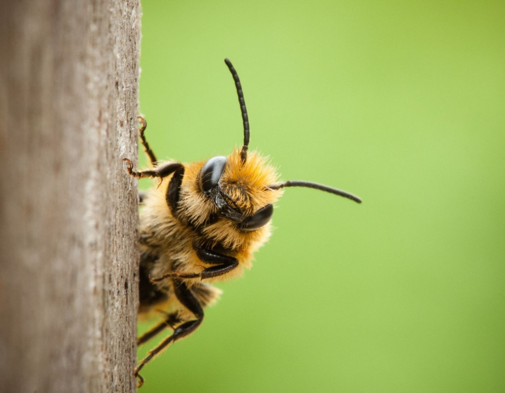World Bee Day | The pollinator crisis & how to save bees