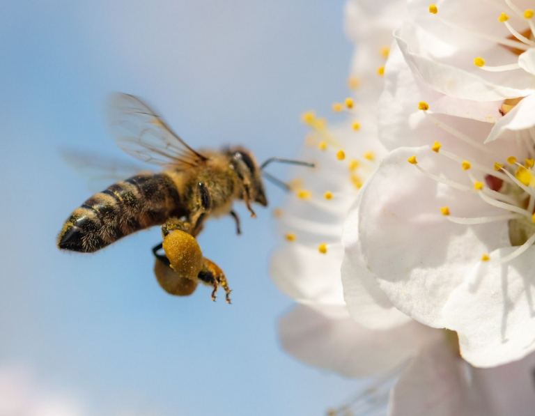 World Bee Day | The pollinator crisis & how to save bees