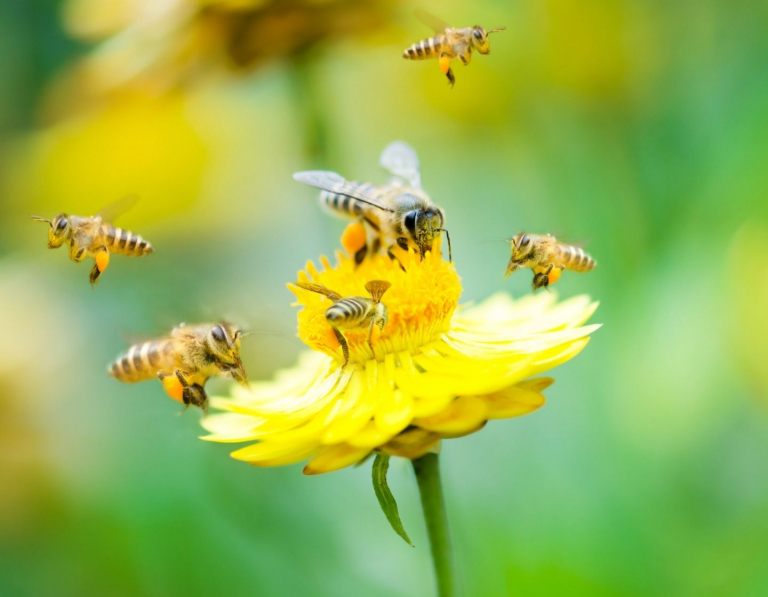 World Bee Day | The pollinator crisis & how to save bees