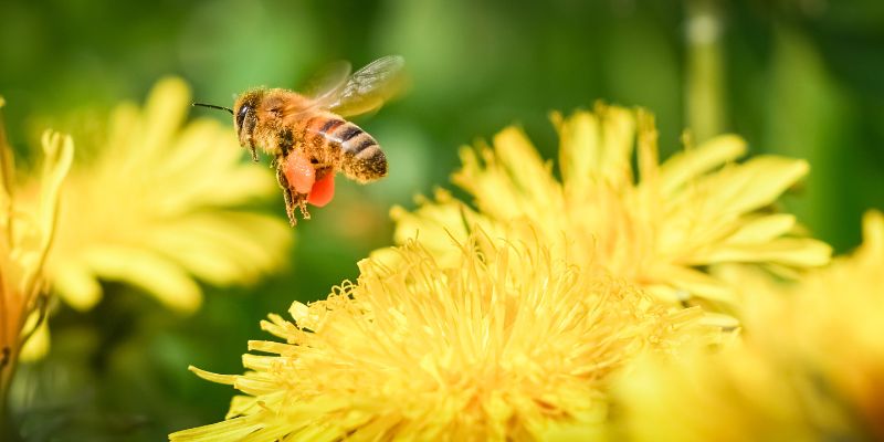 The pollinator crisis & how to save bees