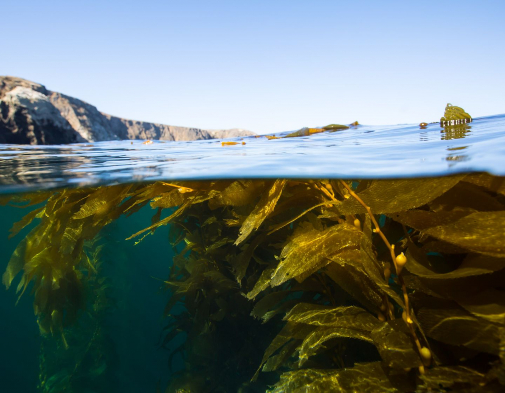 How Kelp Forests Are Helping To Tackle Climate Change