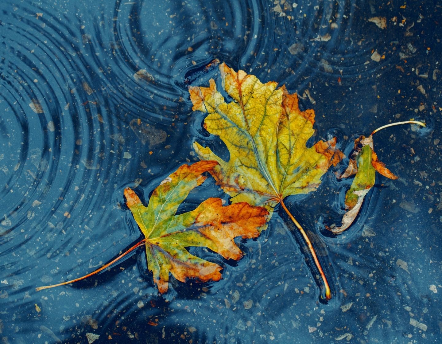 Rainwater Harvesting – An Introduction